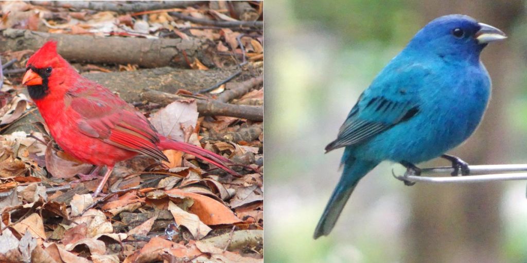 Northern cardinal and Indigo bunting - pneedle original art